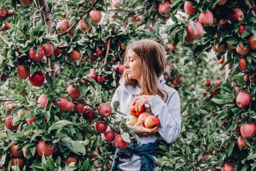 15+ Apple PIcking Farms In Massachusetts & How To “Pick” The